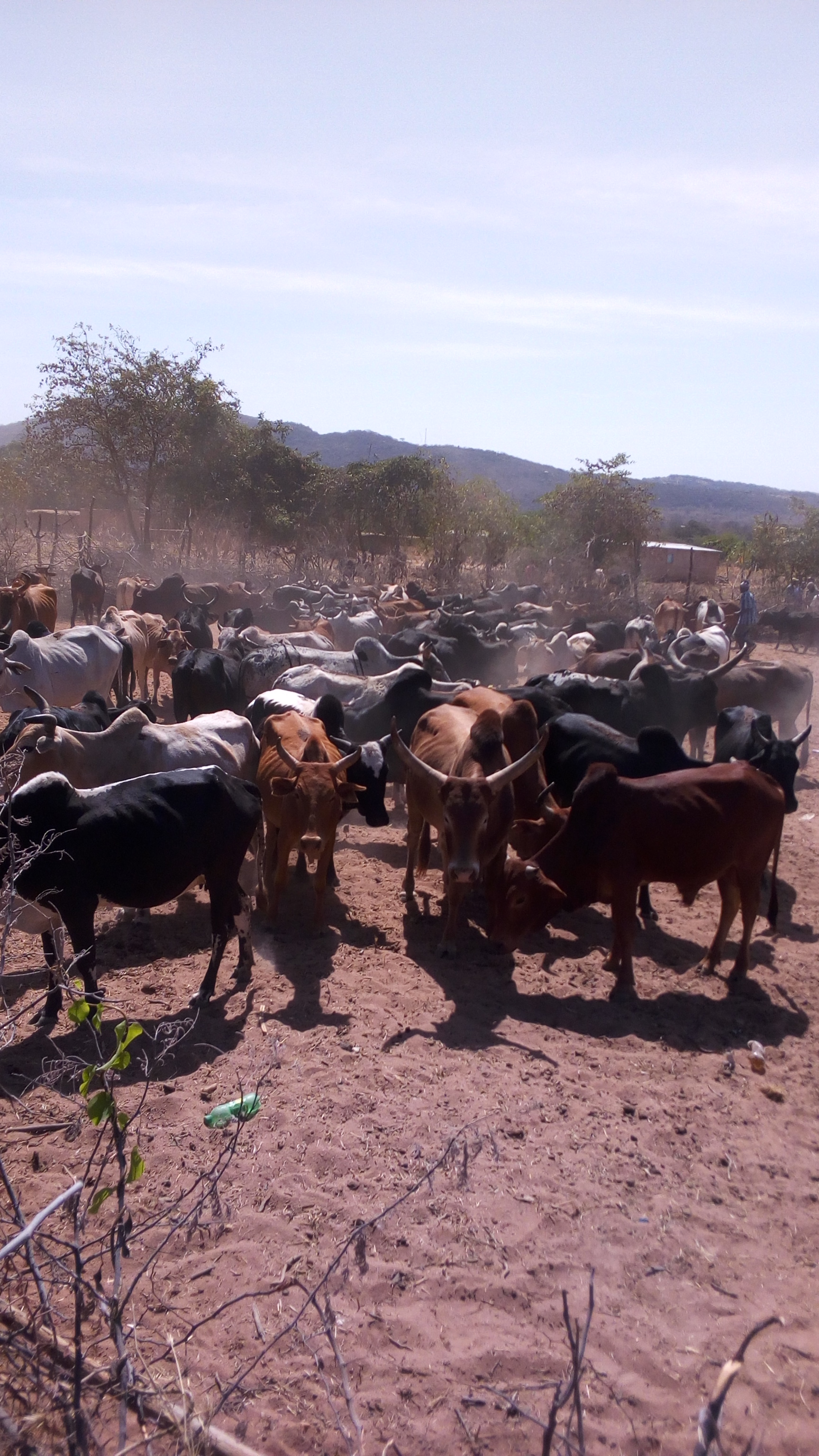 sinlge gallery | Chemba District Council