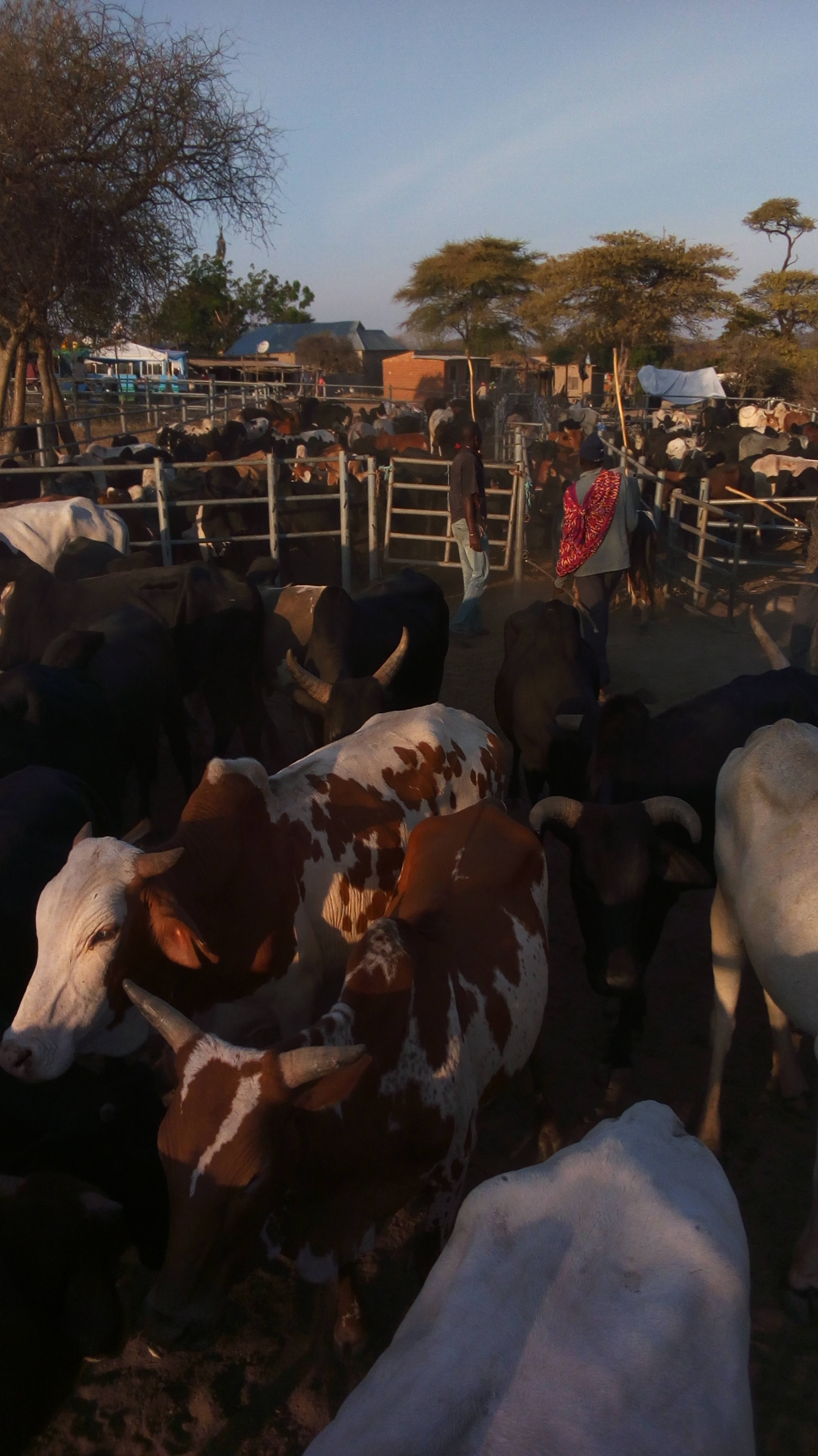 sinlge gallery | Chemba District Council